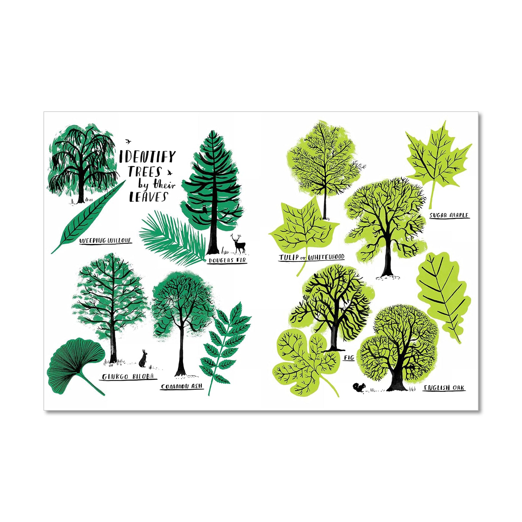 plant identification coloring book